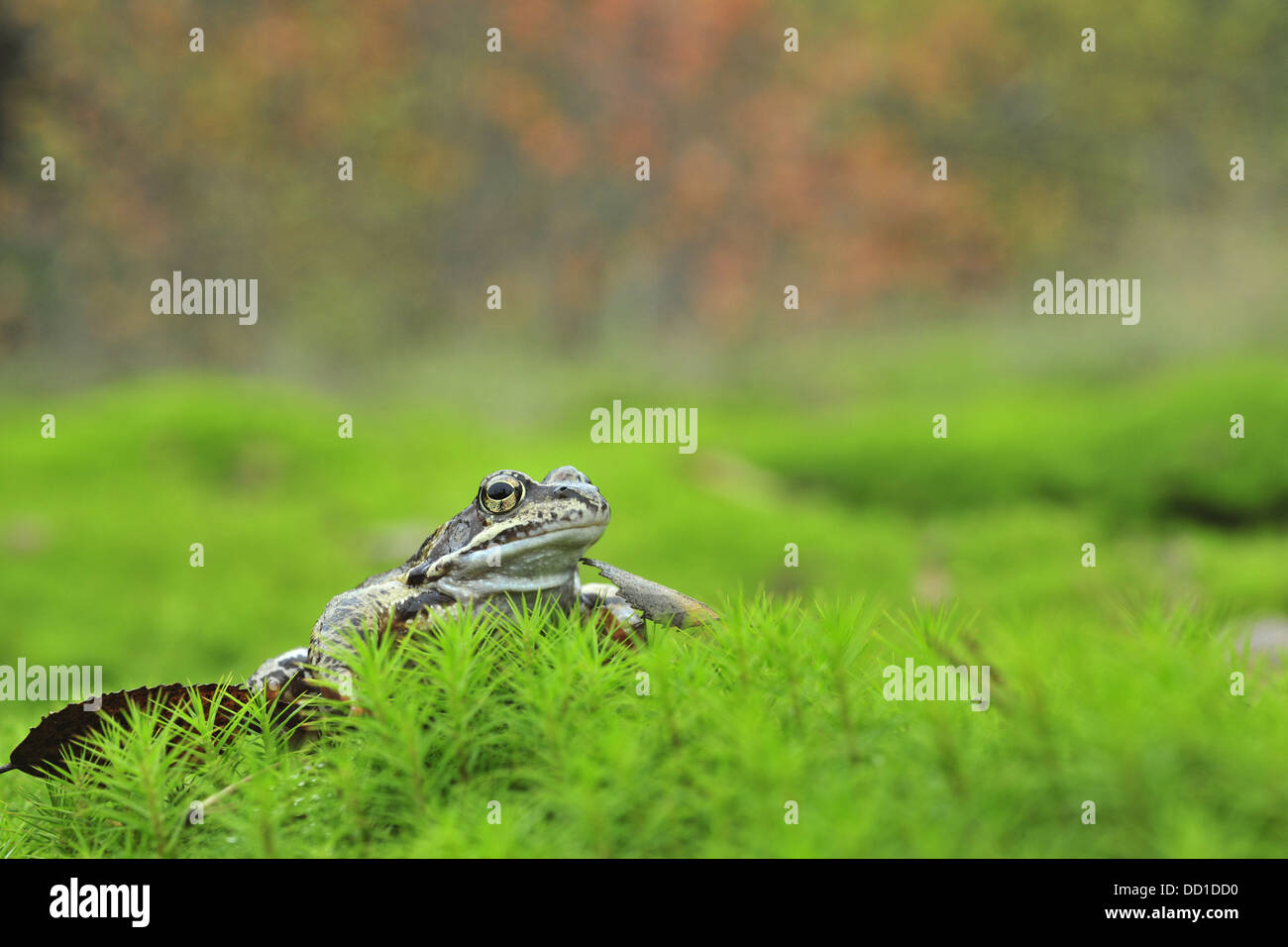 Common Frog Portrait Stock Photo - Alamy