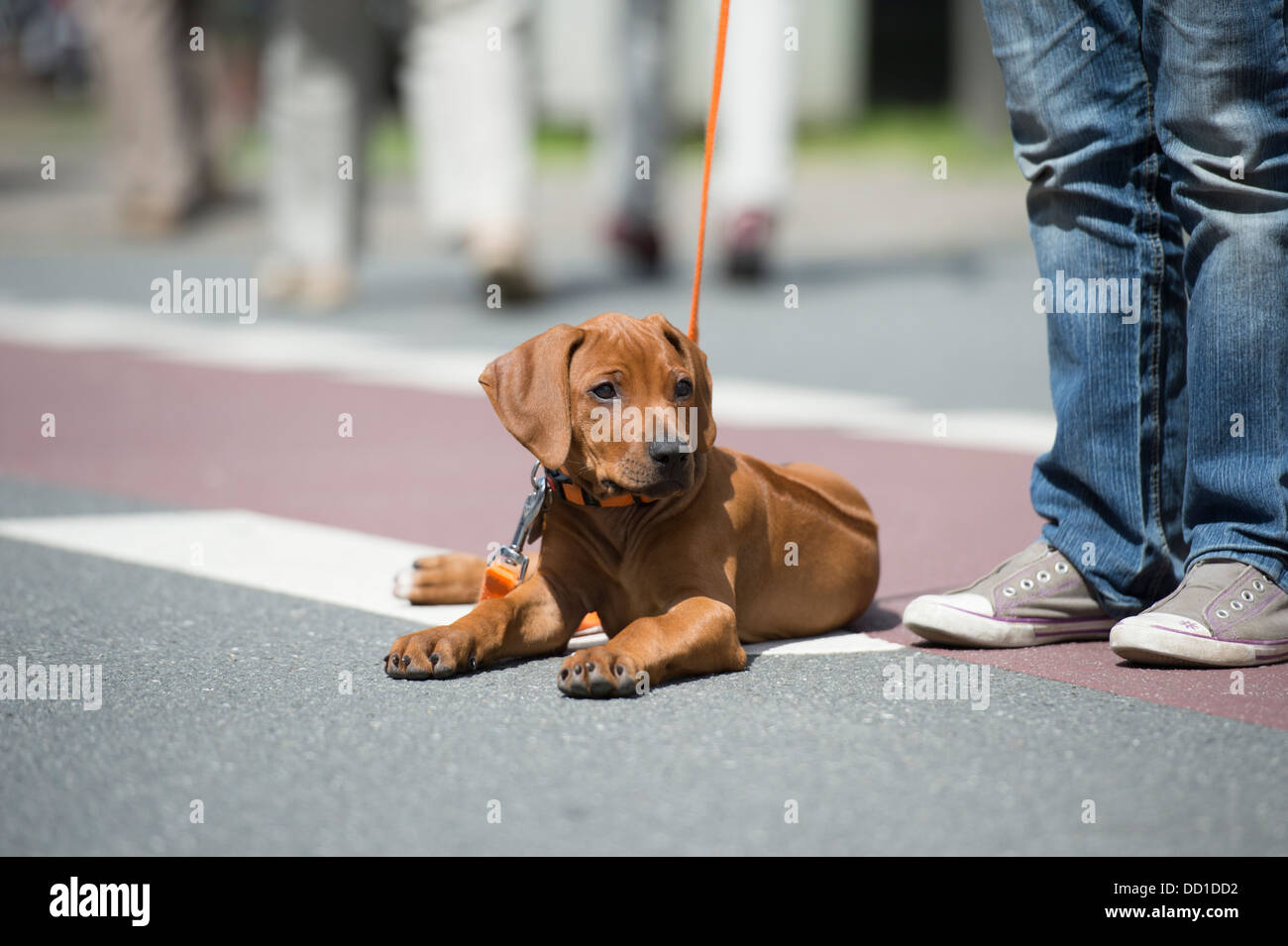 Rhodesian Ridgeback Puppy Dog Laying in Street Stock Photo - Alamy