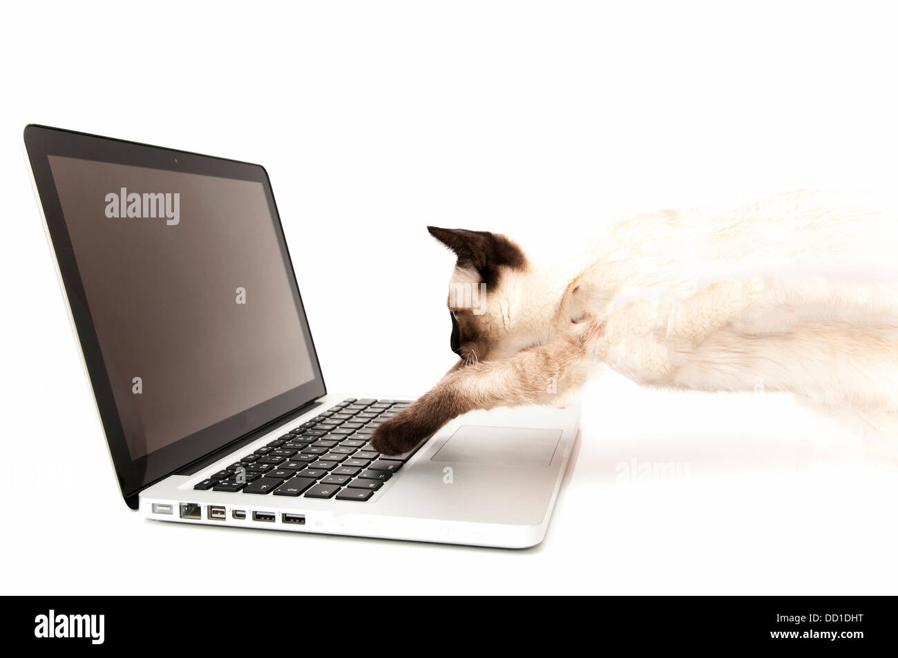 Cat looking at computer on a white background Stock Photo - Alamy