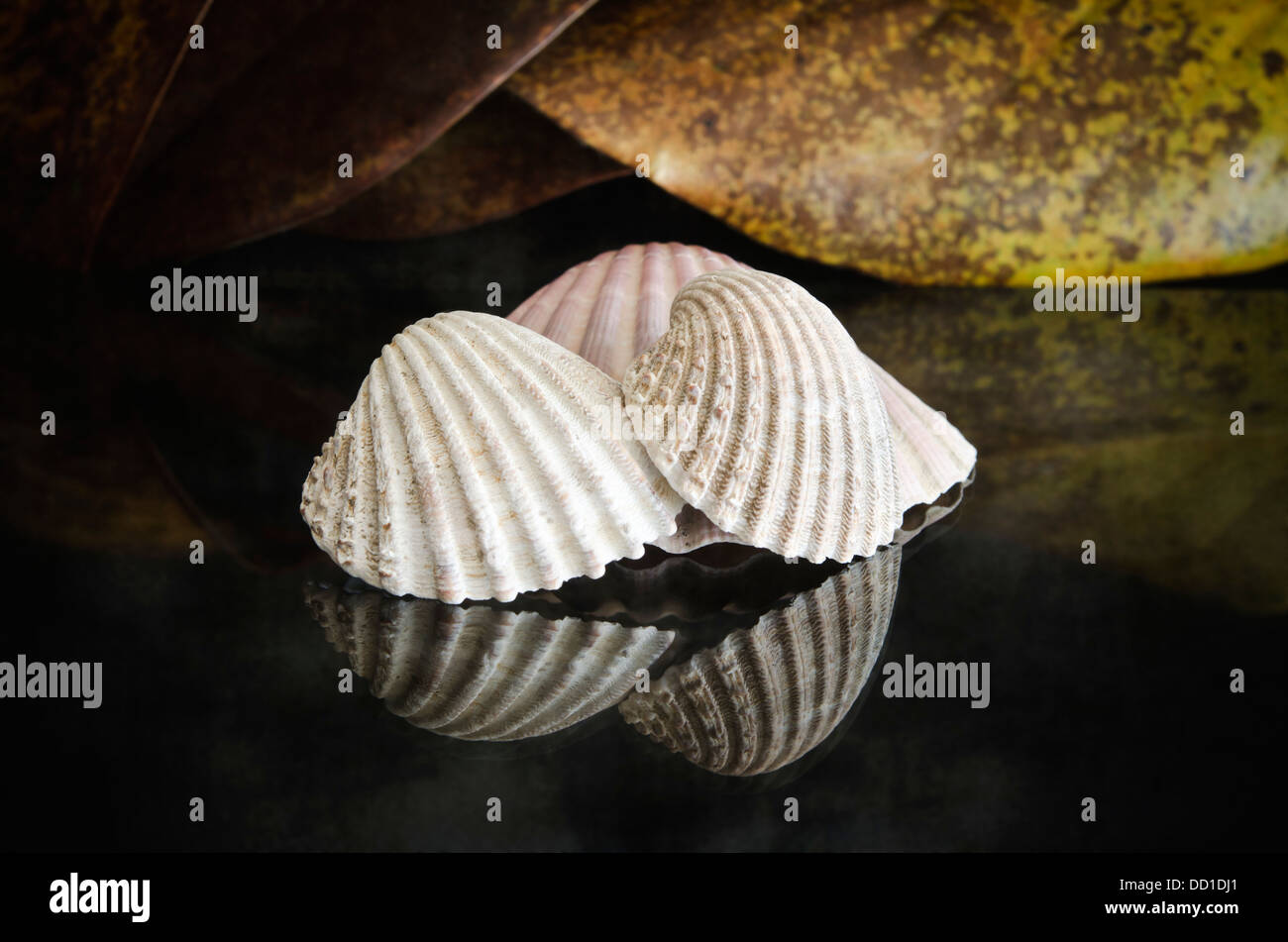 shells on black glass in studio photography Stock Photo - Alamy