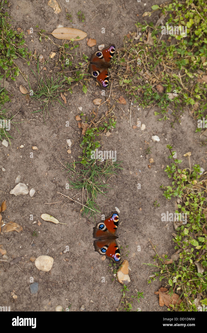 Peacock Butterflies (Inachis io). Two recently emerged from pupae stage ...