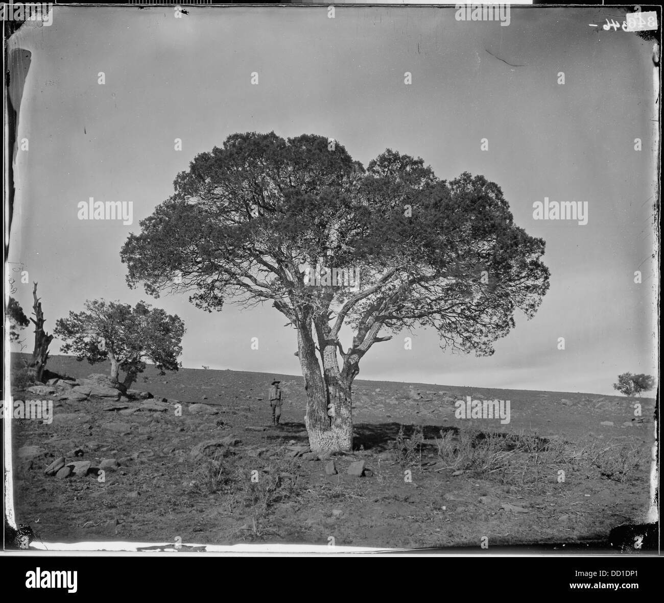 Oak grove white mountains hi-res stock photography and images - Alamy