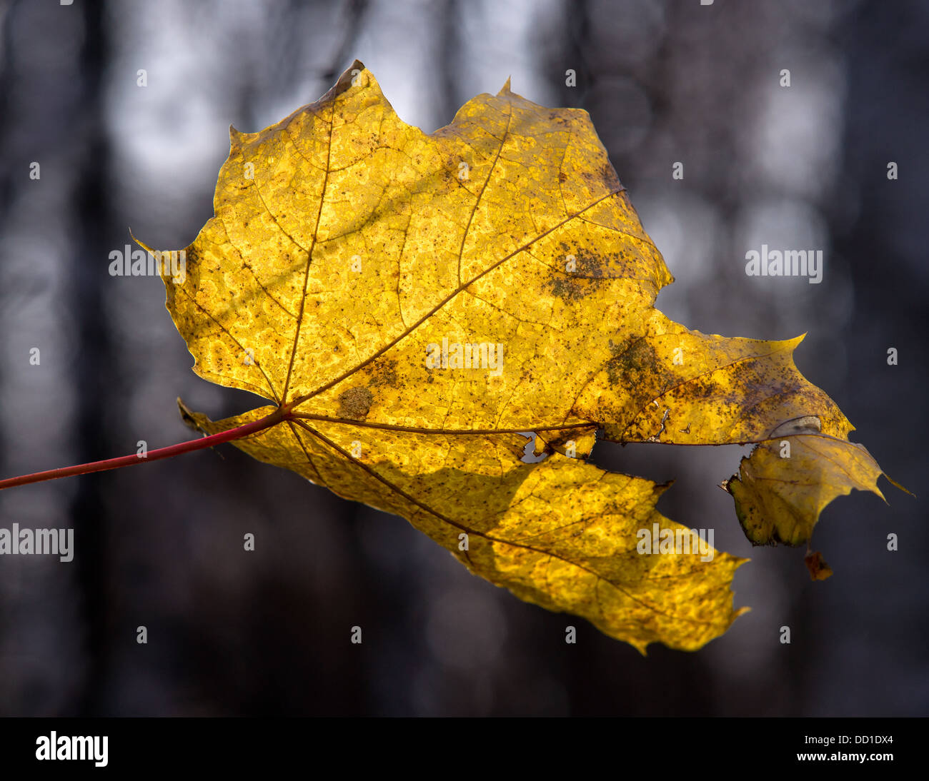 Virgin Gold. Closeup view of a sunlit yellow maple leaf in late autumn ...