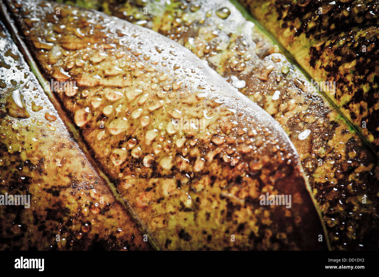 water drops on dried leaves of magnolia Stock Photo - Alamy