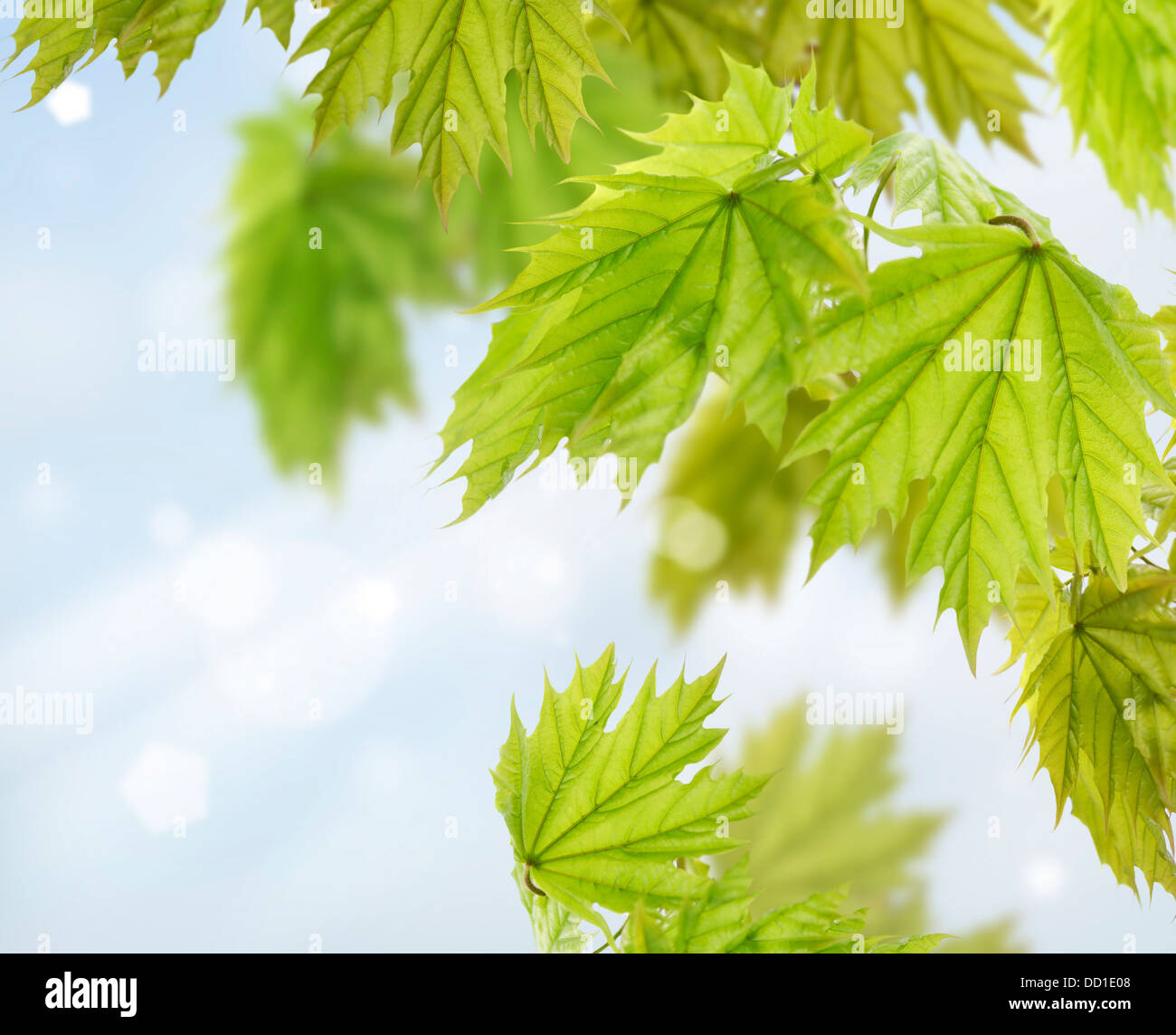 Maple Tree Leaves Stock Photo - Alamy