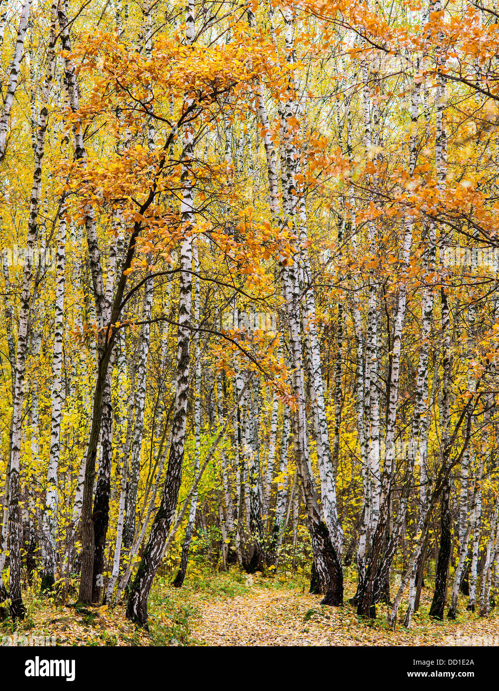 Magnificent oak trees hi-res stock photography and images - Alamy