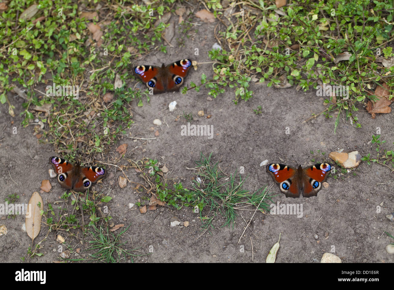 Peacock Butterflies (Inachis io). Three recently emerged from pupae ...