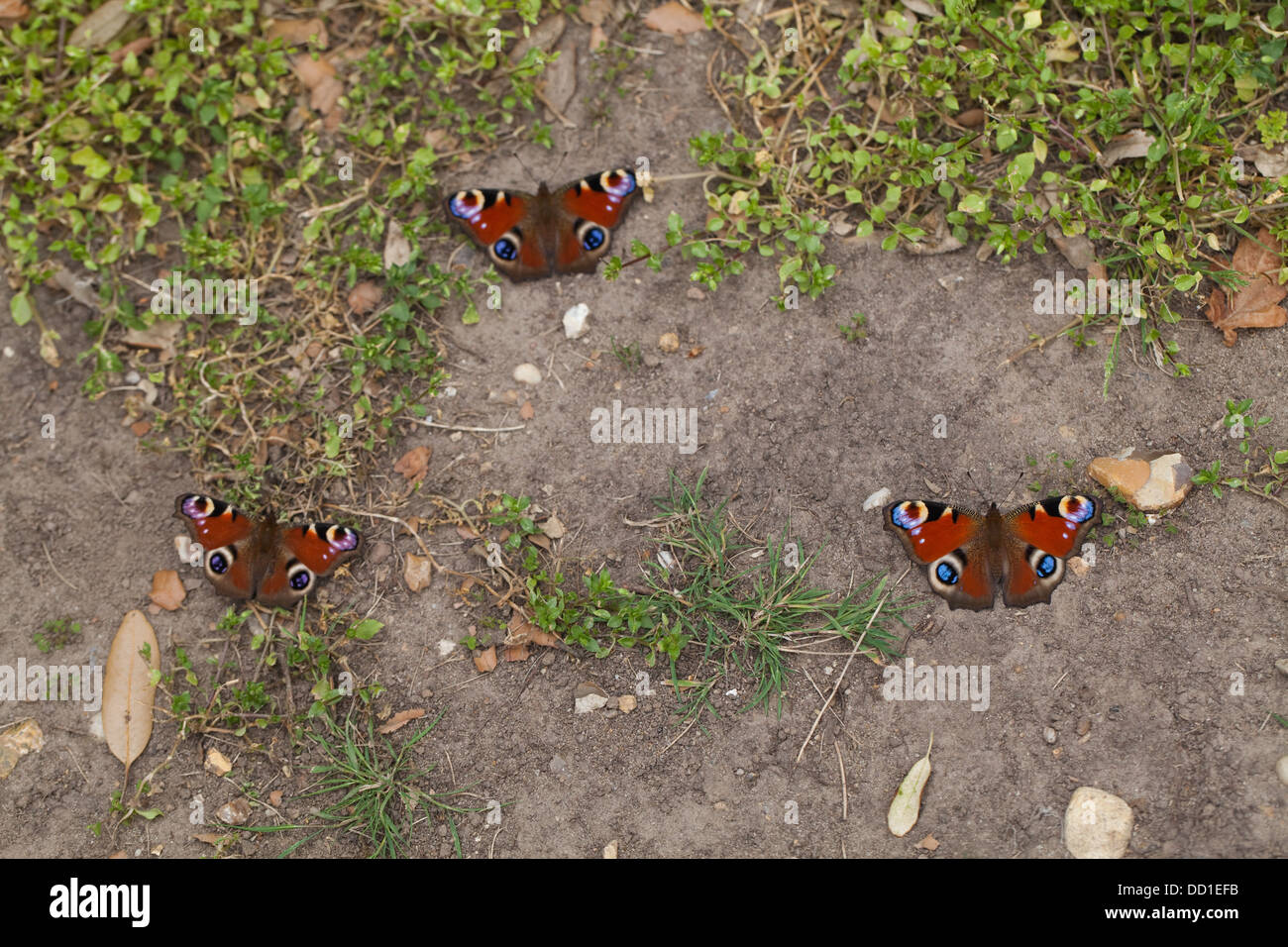 Peacock Butterflies (Inachis io). Three recently emerged from pupae ...