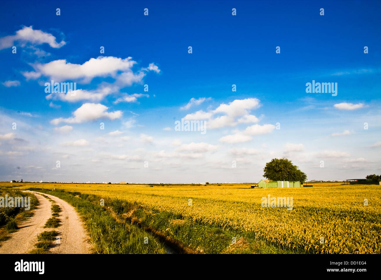 Rice fields in Sueca, Valencia (Spain) / small rural roads lead to the ...