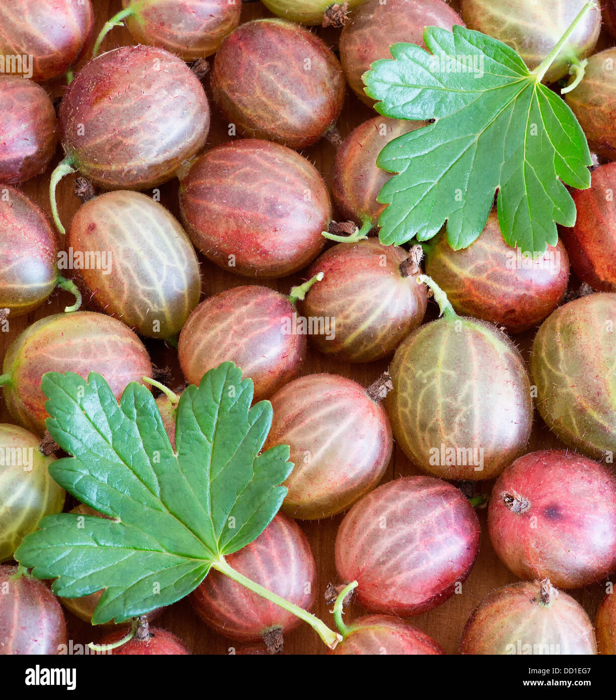 Gooseberries image hi-res stock photography and images - Alamy