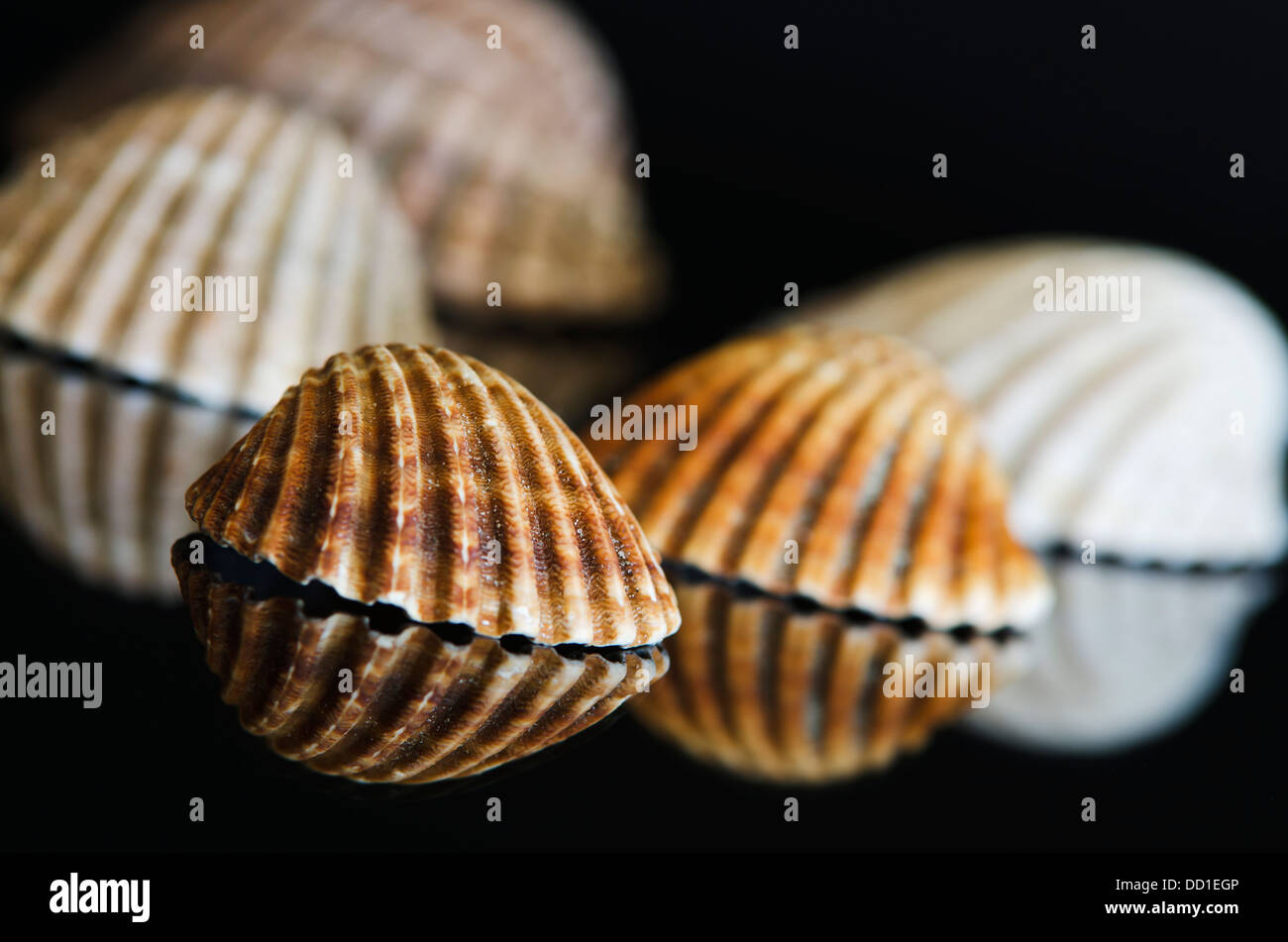 shells on black glass in studio photography Stock Photo - Alamy