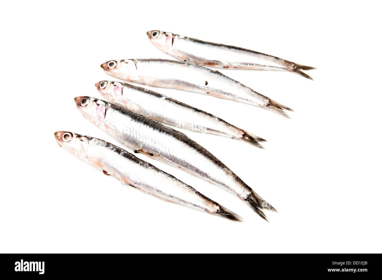 sardines on a white background Stock Photo - Alamy