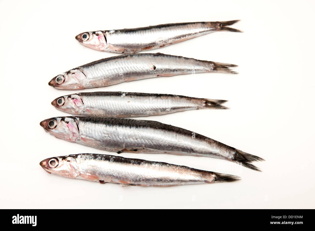 sardines on a white background Stock Photo - Alamy