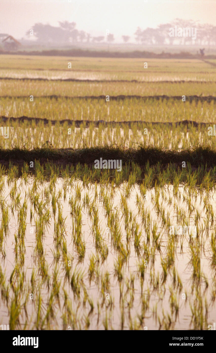 Newly planted rice fields hi-res stock photography and images - Alamy