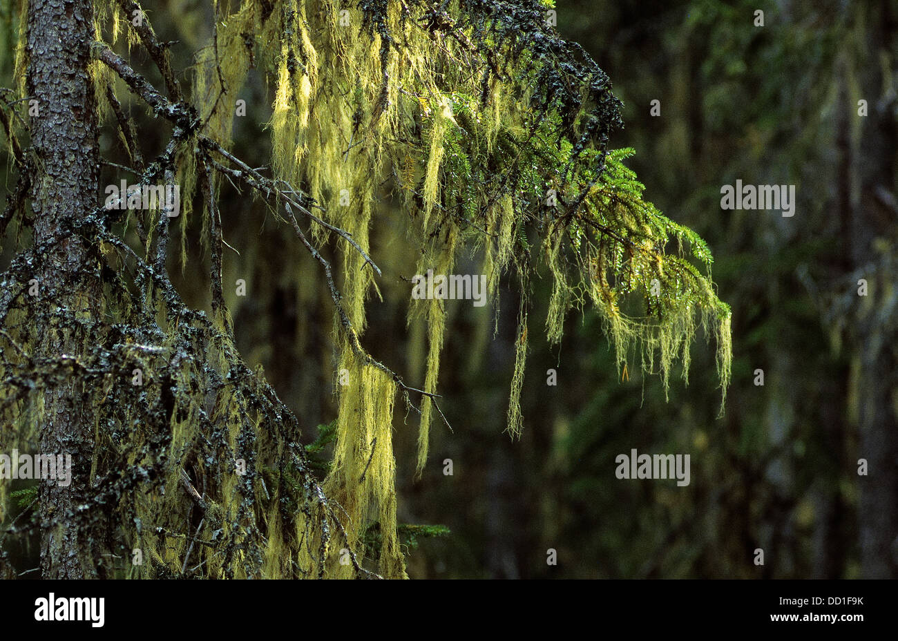 Old Man's Beard, Beard Lichen, Treemoss, Methuselah's beard lichen ...