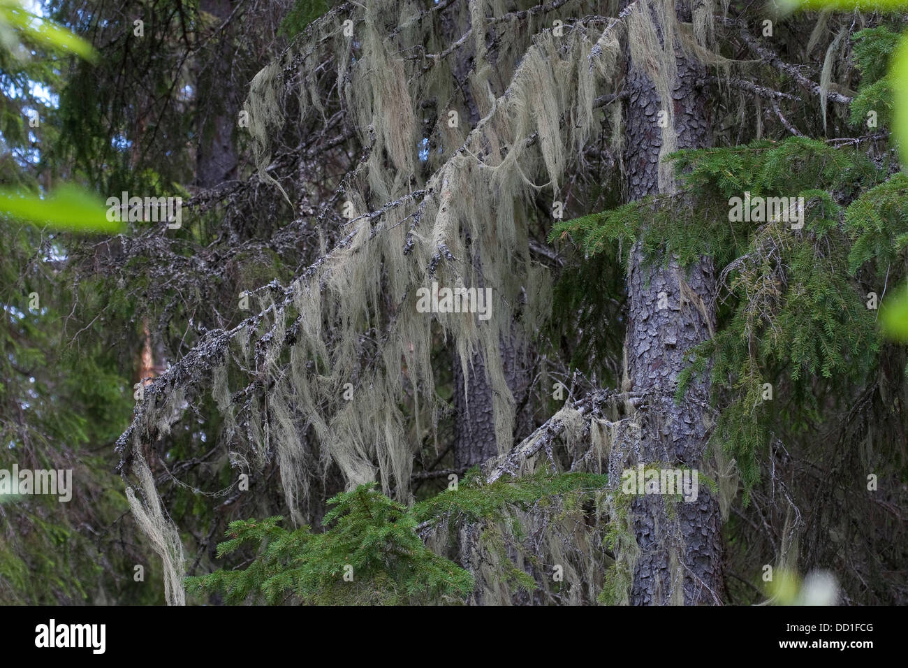Old Man's Beard, Beard Lichen, Treemoss, Methuselah's beard lichen ...