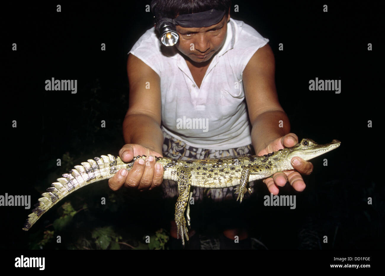 Baby caiman hi-res stock photography and images - Alamy
