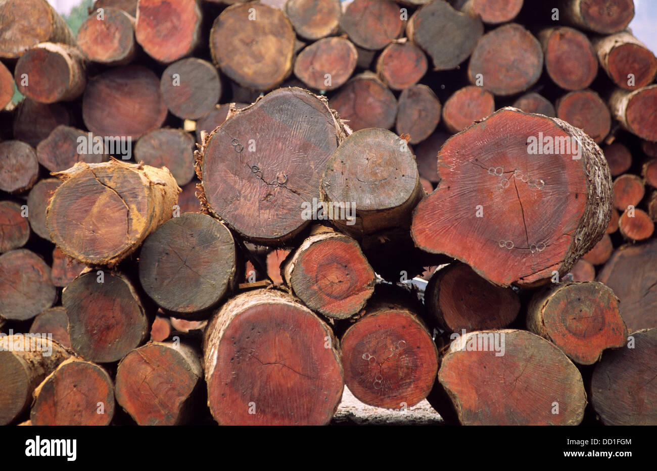 Teak wood logs hi-res stock photography and images - Alamy