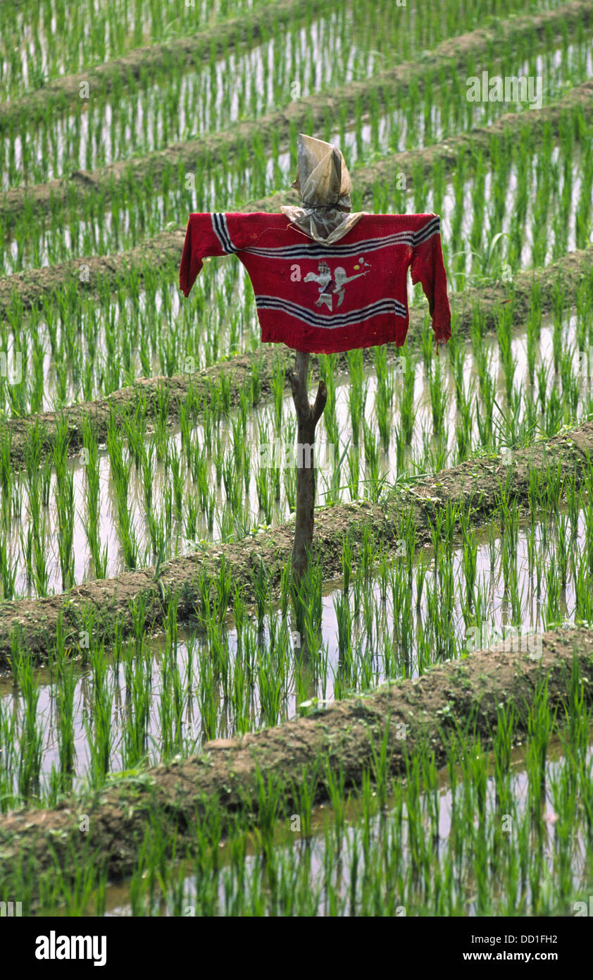Scarecrow in rice field terraces near Sapa, Lao Cai Province, Vietnam ...