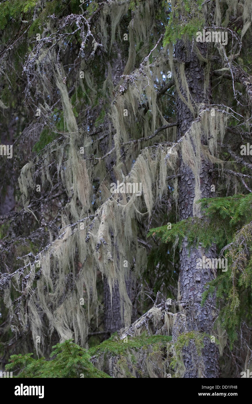 Old Man's Beard, Beard Lichen, Treemoss, Methuselah's beard lichen ...