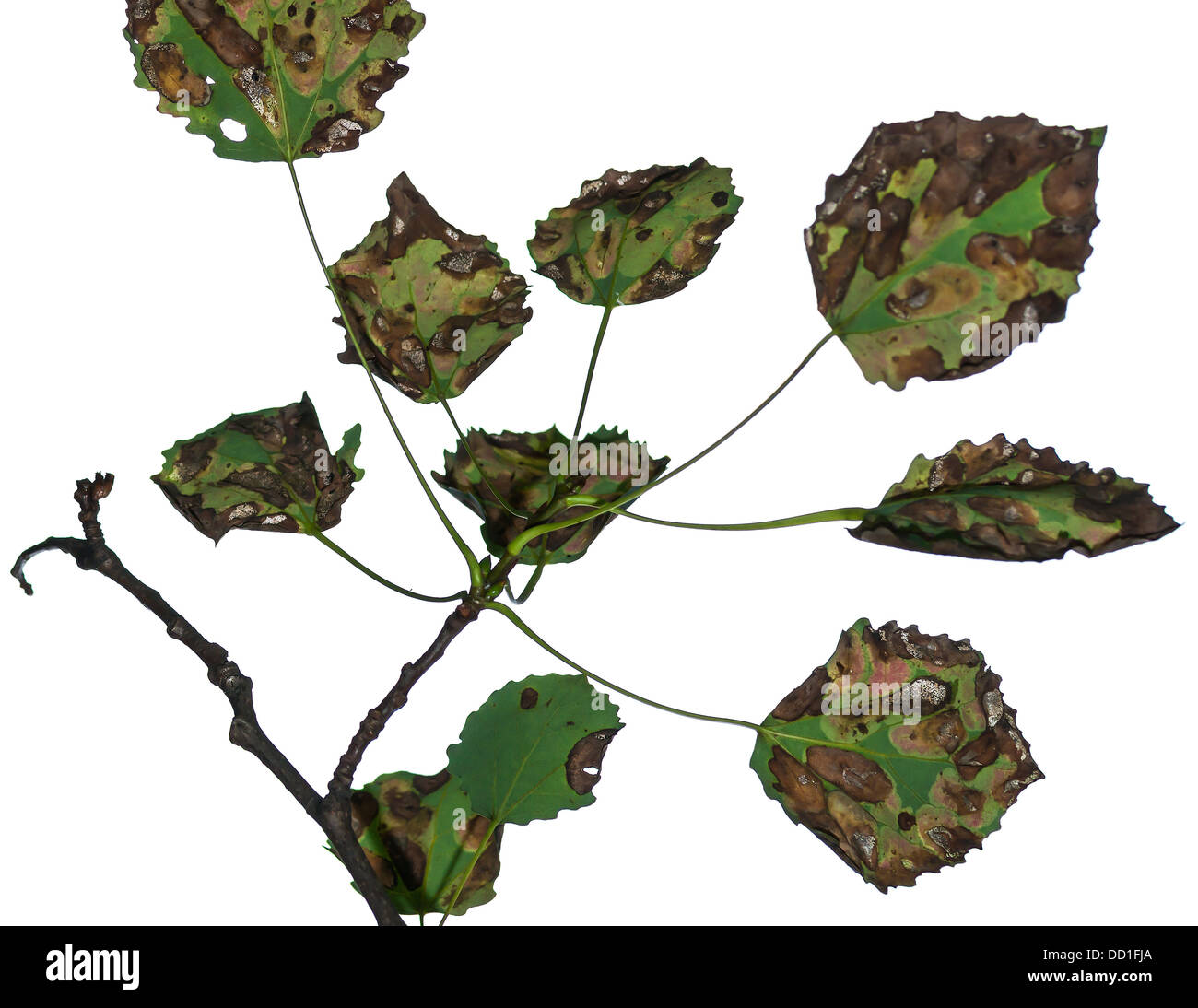 Game leaves Cut Out Stock Images & Pictures - Alamy