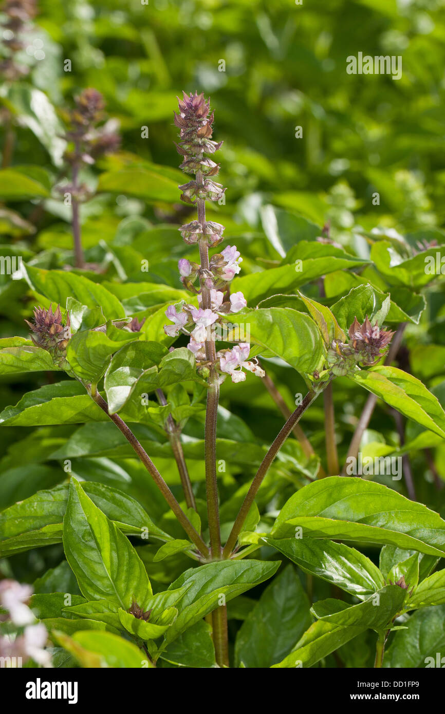 Basilikum Ocimum Basilicum High Resolution Stock Photography and Images ...