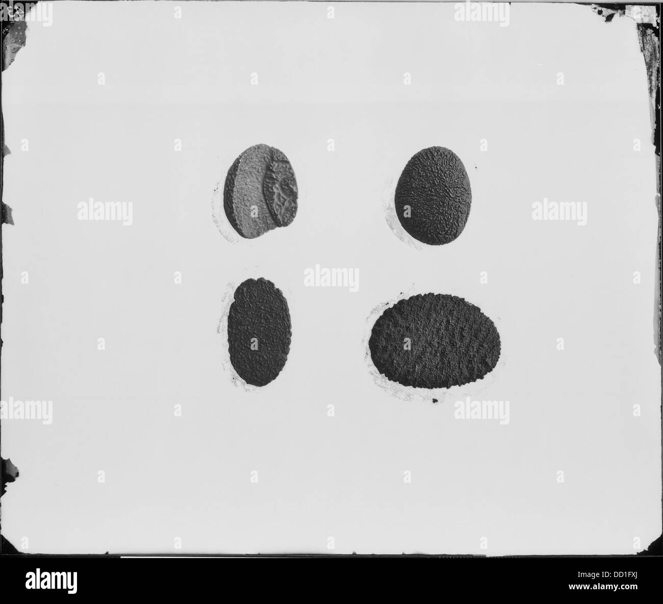 PEBBLES CARVED BY SAND, COLORADO RIVER, VOLUME III PLATE IX - - 524146 ...