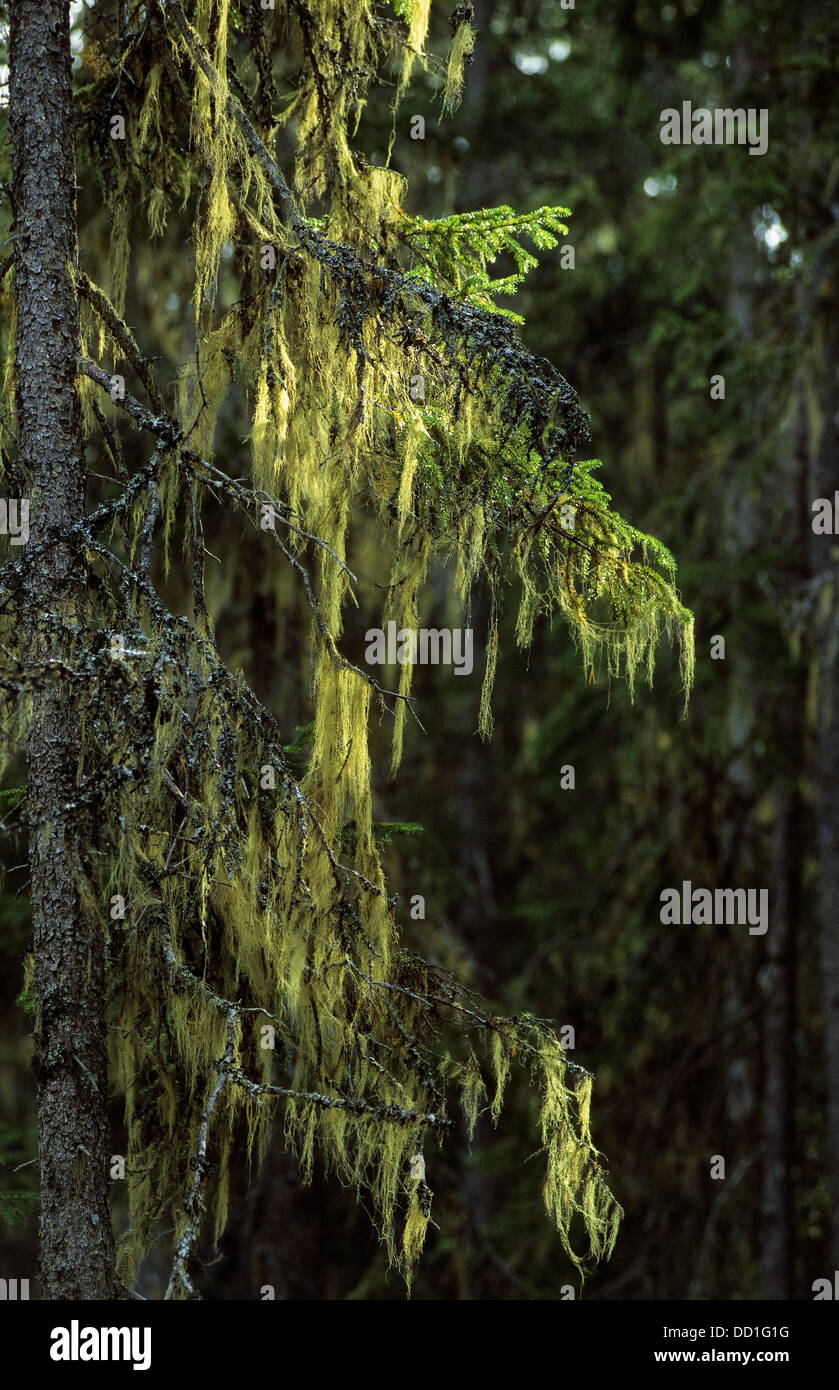 Old Man's Beard, Beard Lichen, Treemoss, Methuselah's beard lichen ...