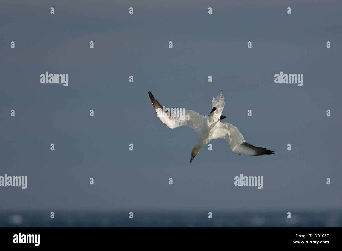 Northern gannet flying flight nose dive hi-res stock photography and ...