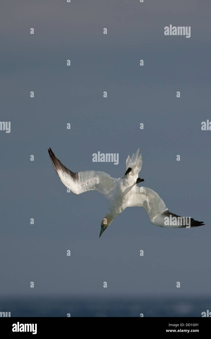 Northern gannet, flying, flight, nose-dive, nosedive, Basstölpel ...