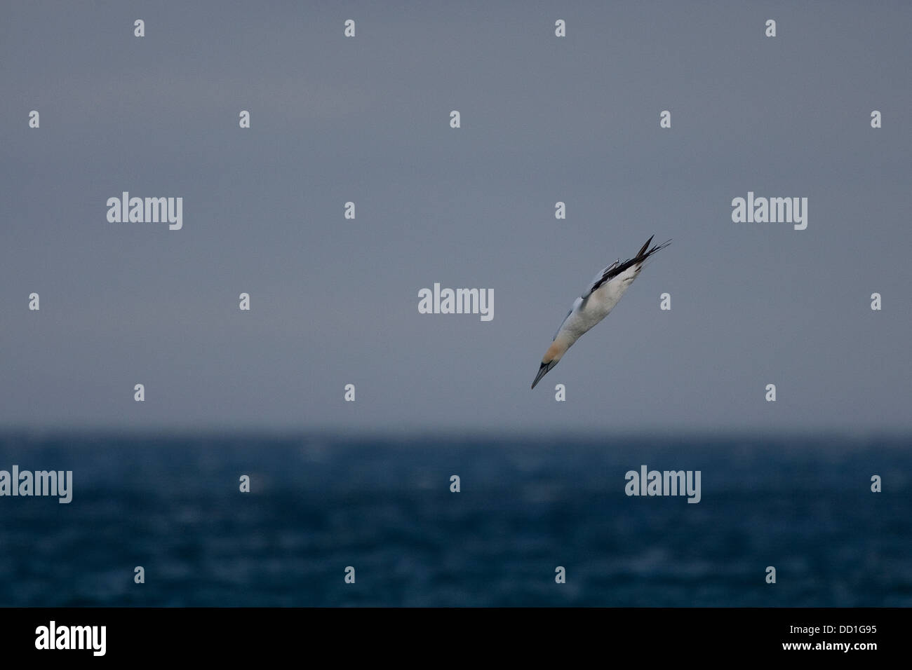 Northern gannet flying flight nose dive hi-res stock photography and ...