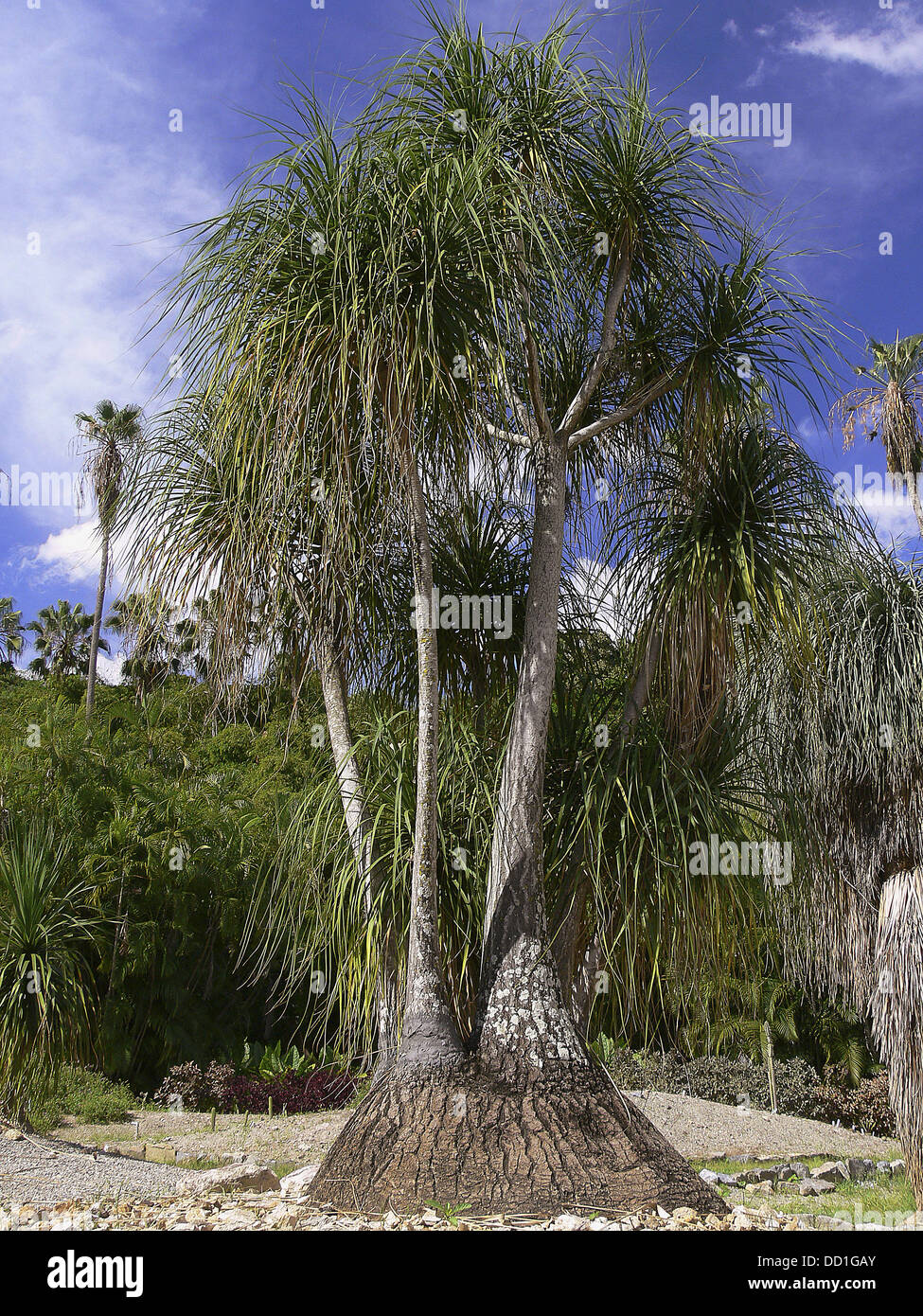 Recurvata Stock Photos & Recurvata Stock Images - Alamy