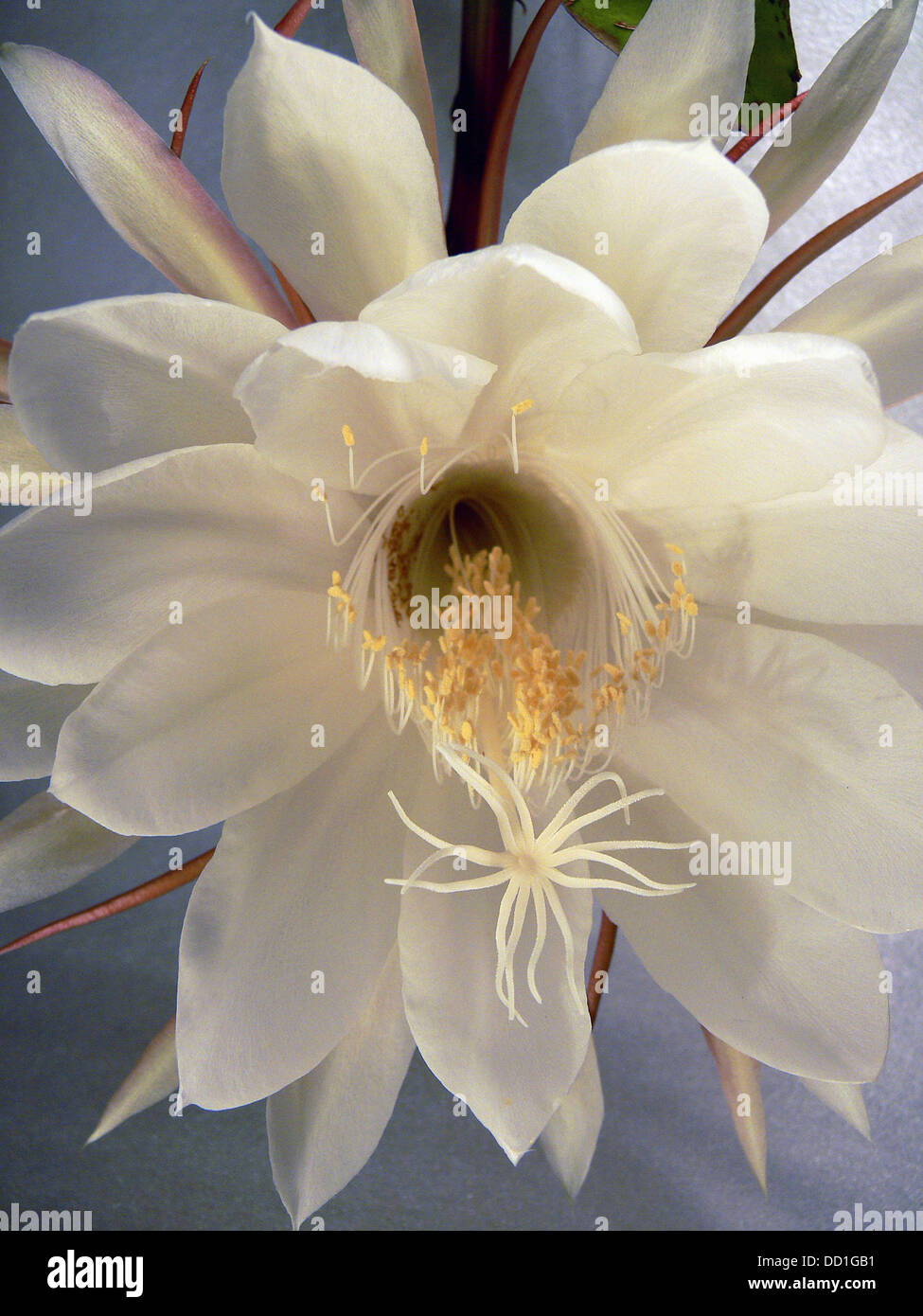 Selenicereus flower hi-res stock photography and images - Alamy