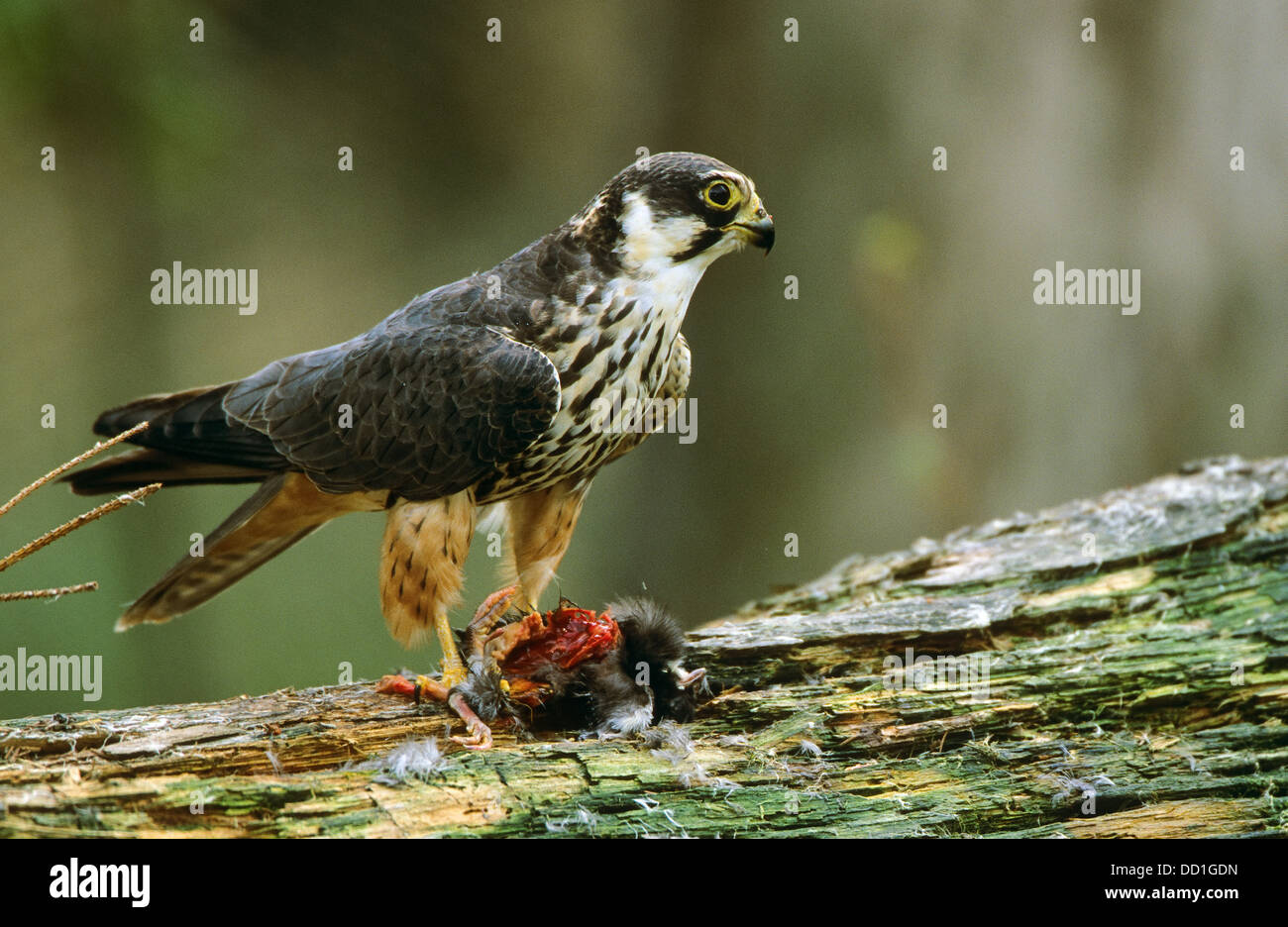 Northern hobby falco subbuteo hi-res stock photography and images - Alamy