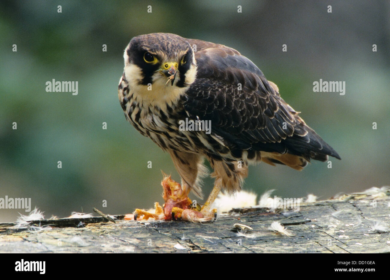 Northern hobby, falcon, Baumfalke, mit Beute, rupft erbeuteten ...