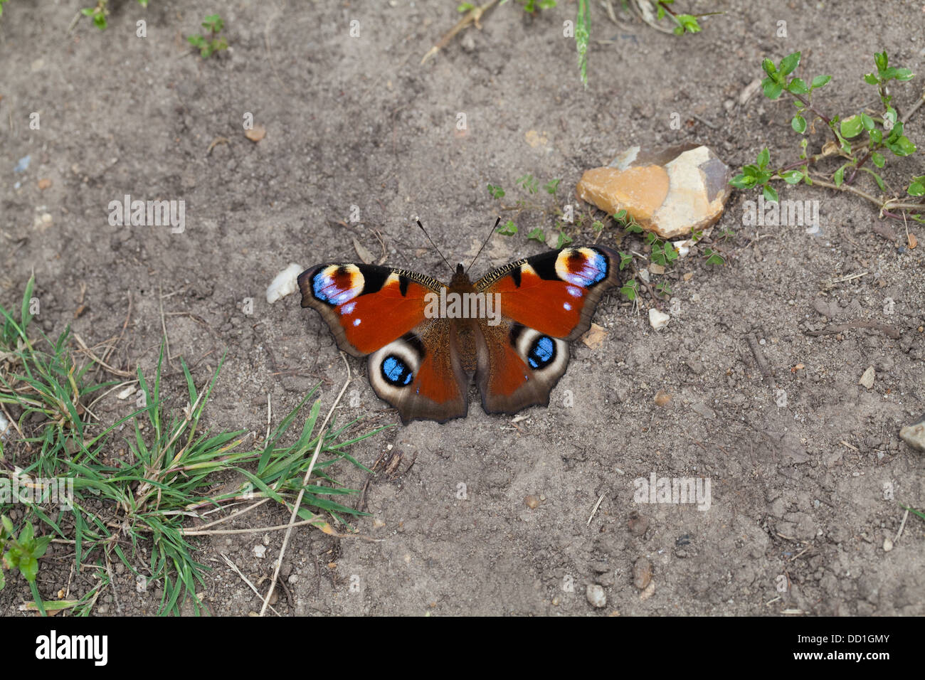 Peacock Butterfly Inachis io. Recently emerged from pupae stage ...