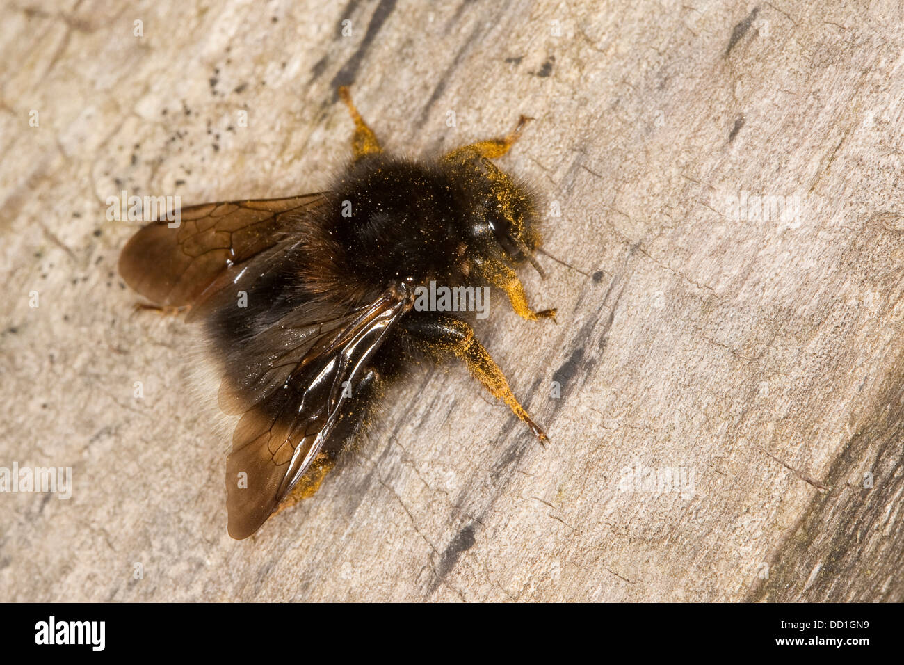 New garden bumblebee, tree bumblebee, bumble-bee, Baumhummel, Bombus ...
