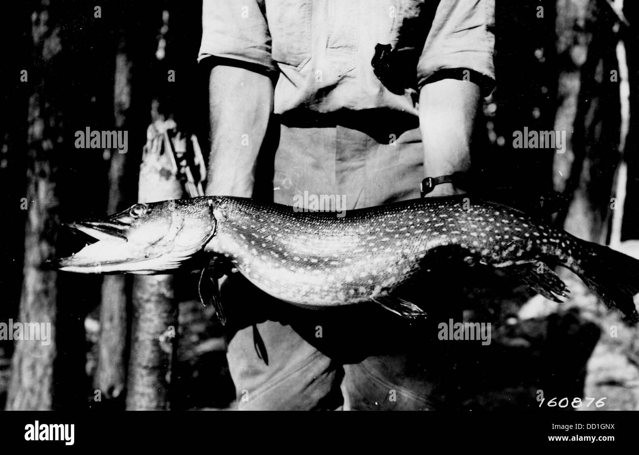 Northern pike Black and White Stock Photos & Images - Alamy