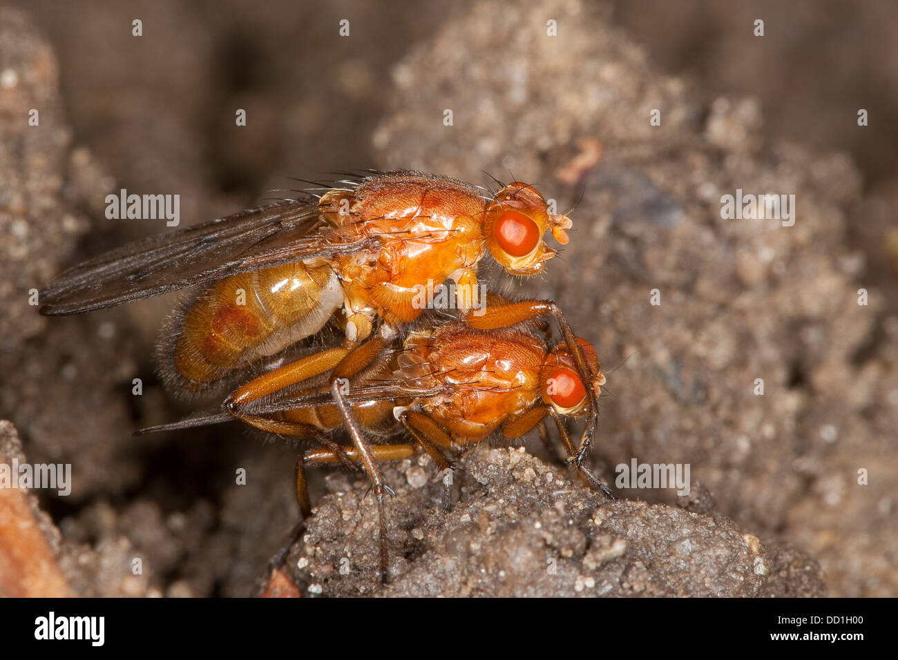 Dryomyzid fly, Baumfliege, Paarung, Kopulation, Kopula, Neuroctena ...