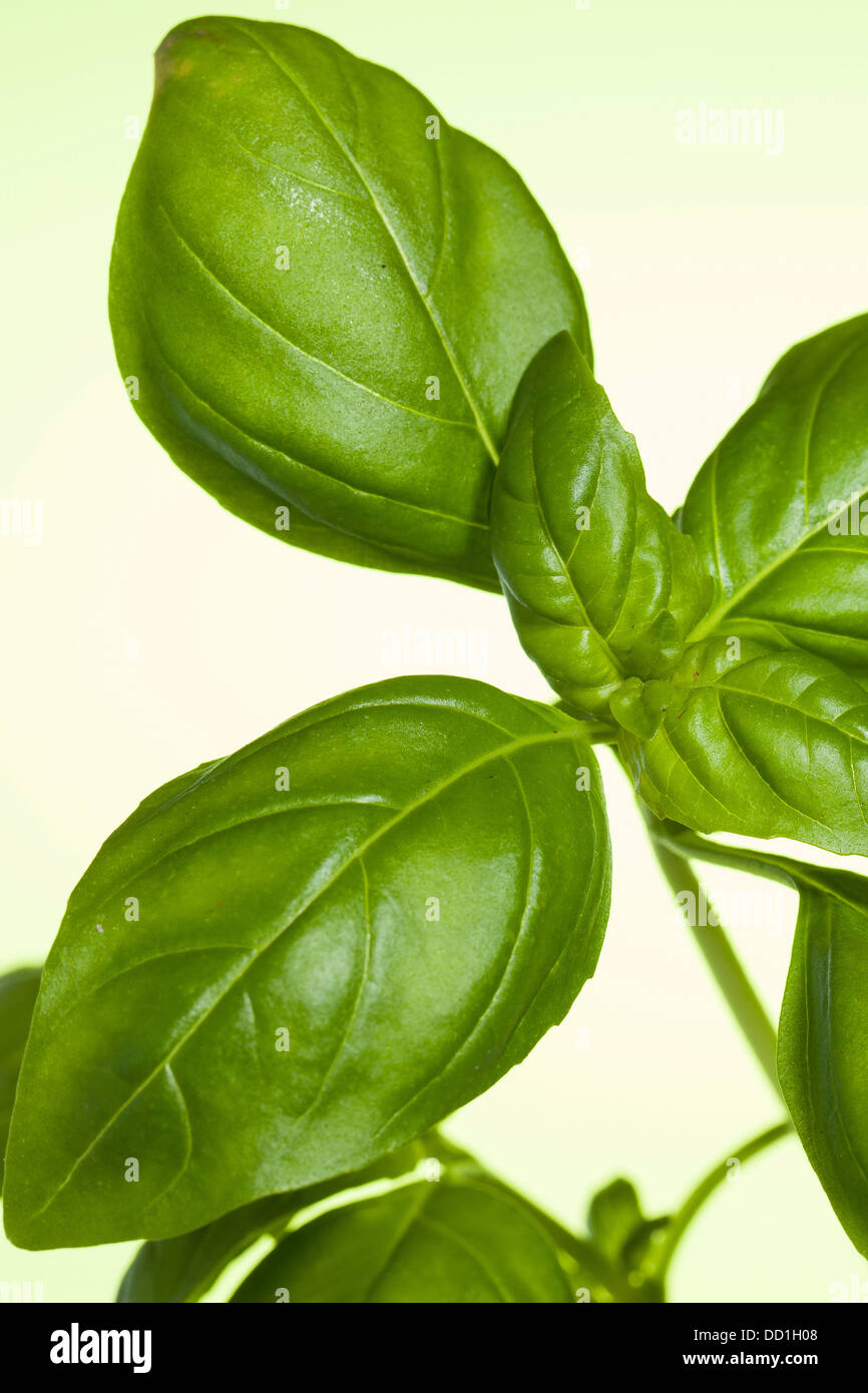 Basil, Thai Basil, Sweet Basil, Basilikum, Basilienkraut, Basilien ...