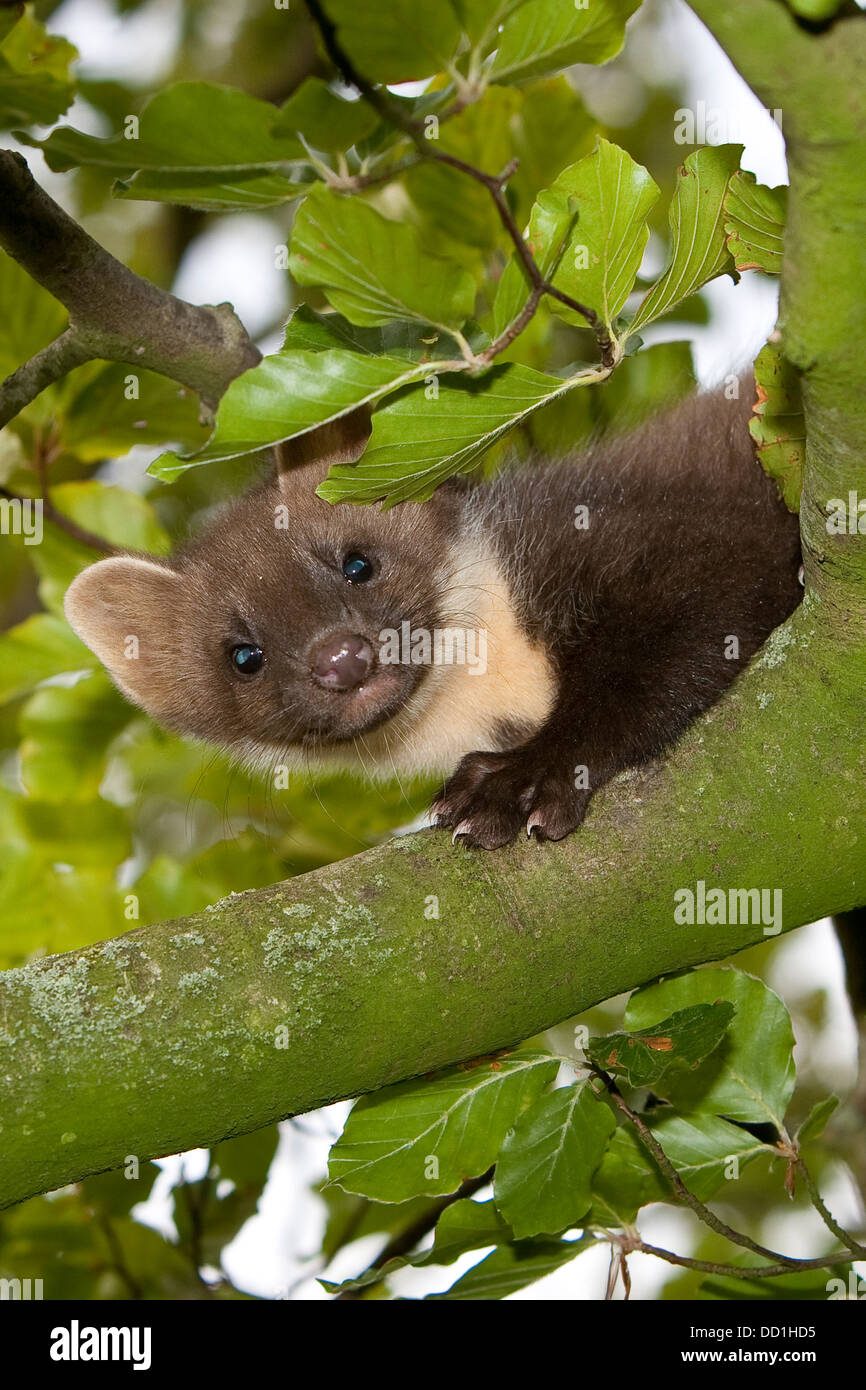 European pine marten, Baummarder, Baum-Marder, Edelmarder, Edel-Marder ...