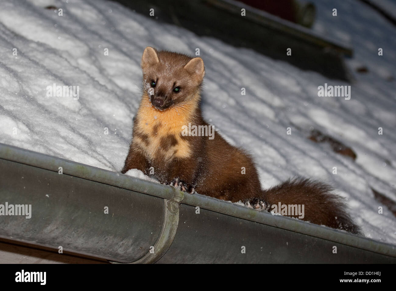 European pine marten, winter, snow, Baummarder, Baum-Marder, Edelmarder ...