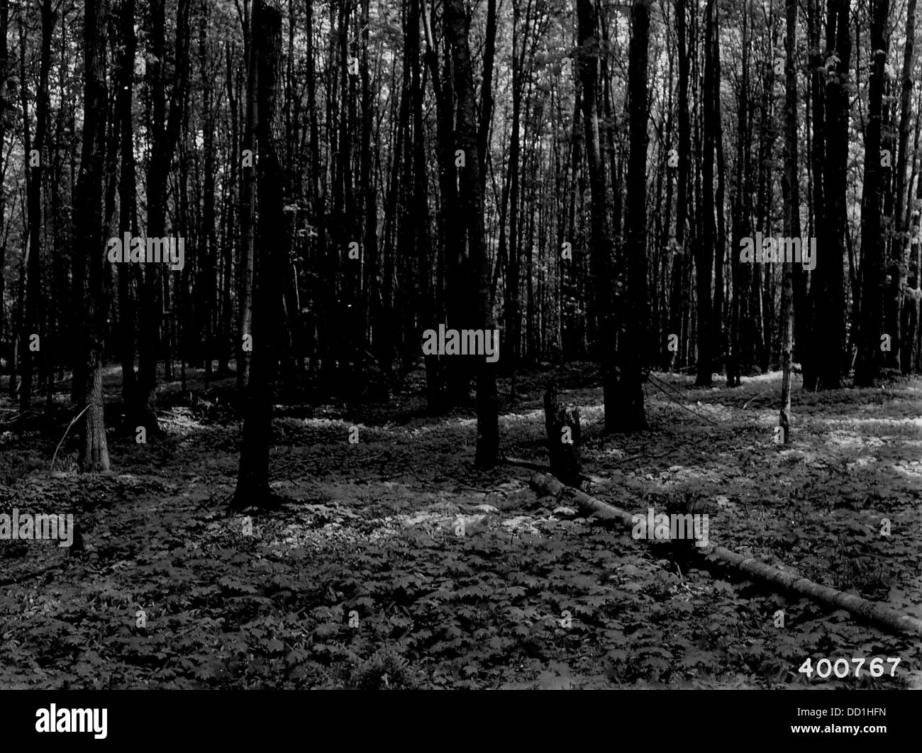 An aged pole stand of sugar maple trees, representing mature hardwood ...