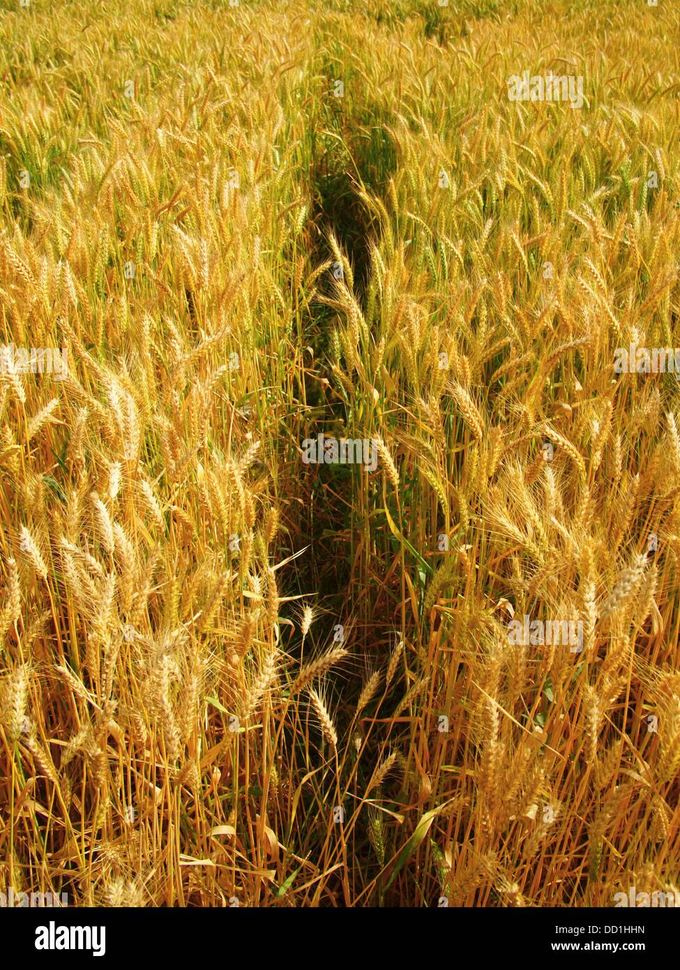 Egypt wheat hi-res stock photography and images - Alamy