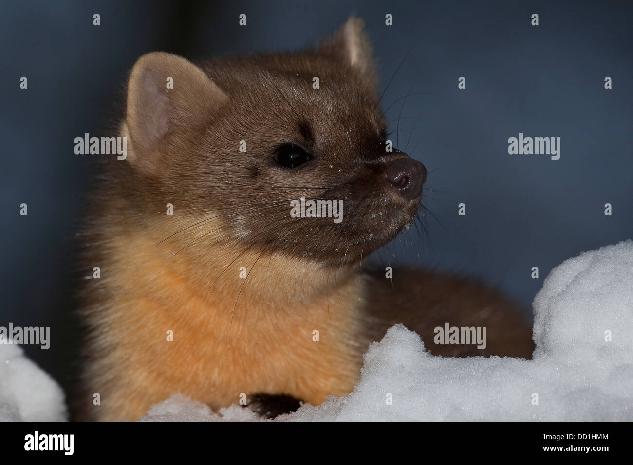 European pine marten, winter, snow, Baummarder, Baum-Marder, Edelmarder ...