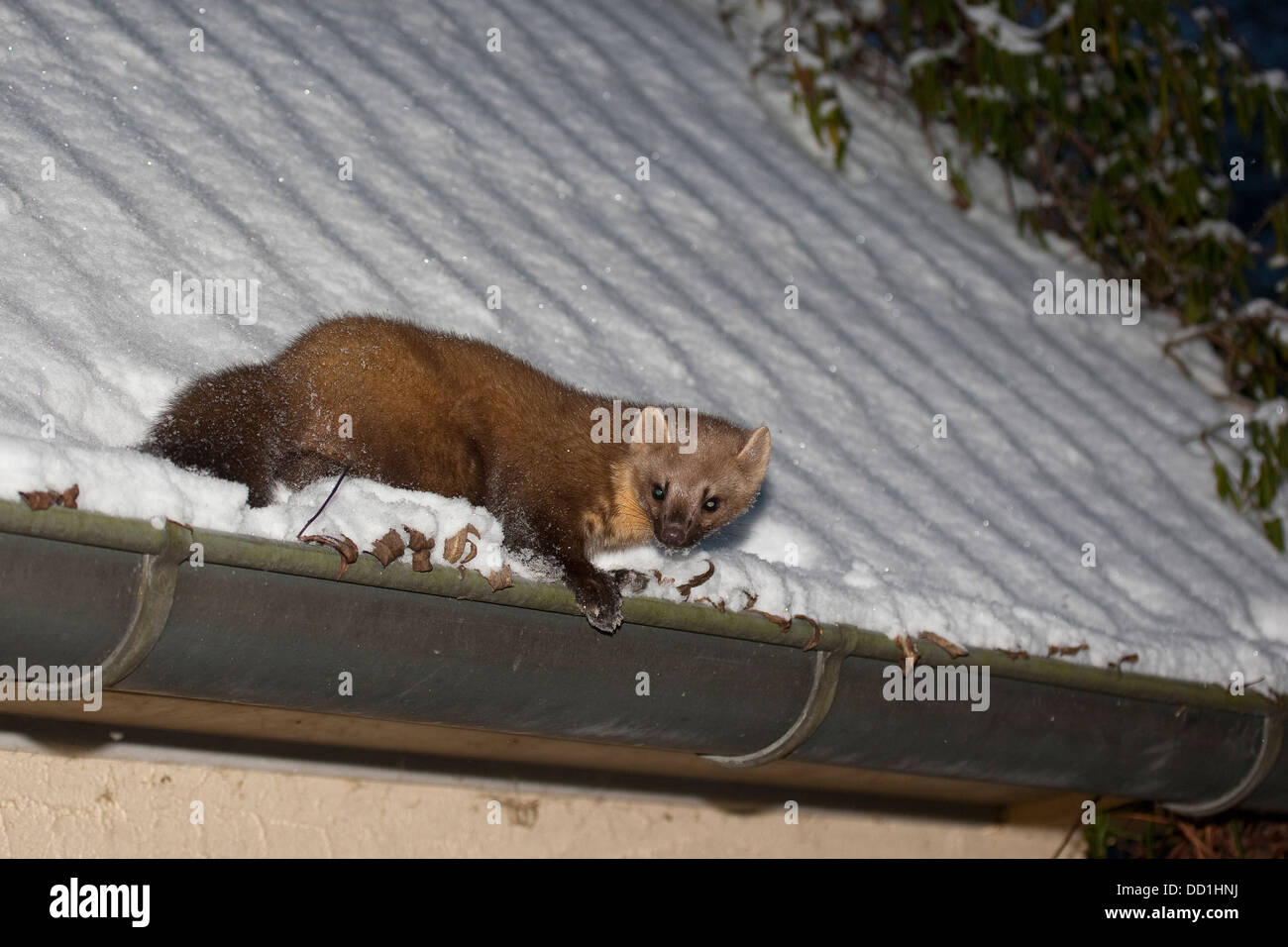 European pine marten, winter, snow, Baummarder, Baum-Marder, Edelmarder ...