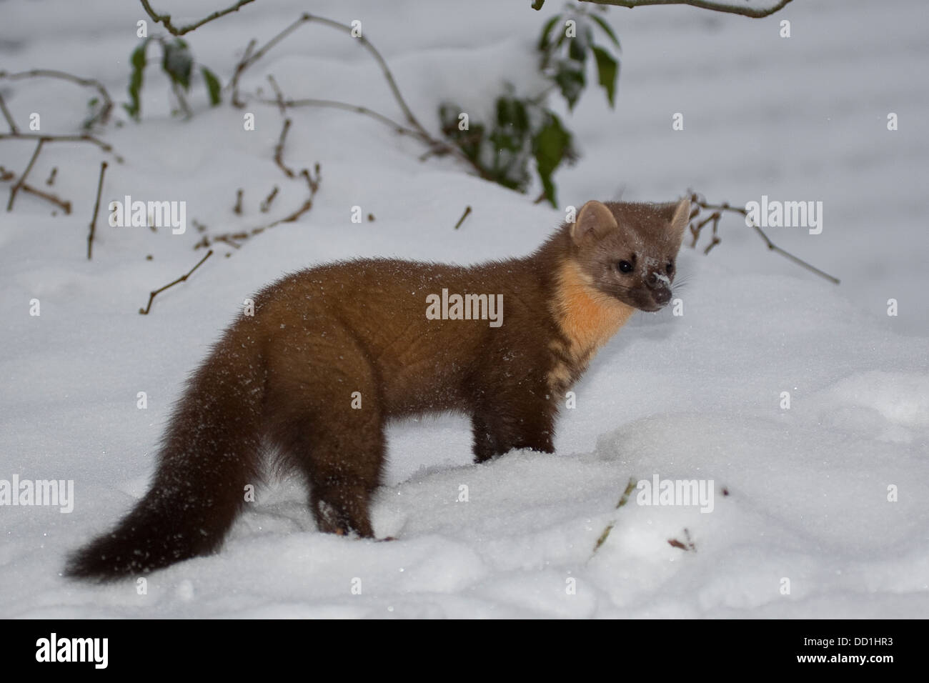 European pine marten, winter, snow, Baummarder, Baum-Marder, Edelmarder ...