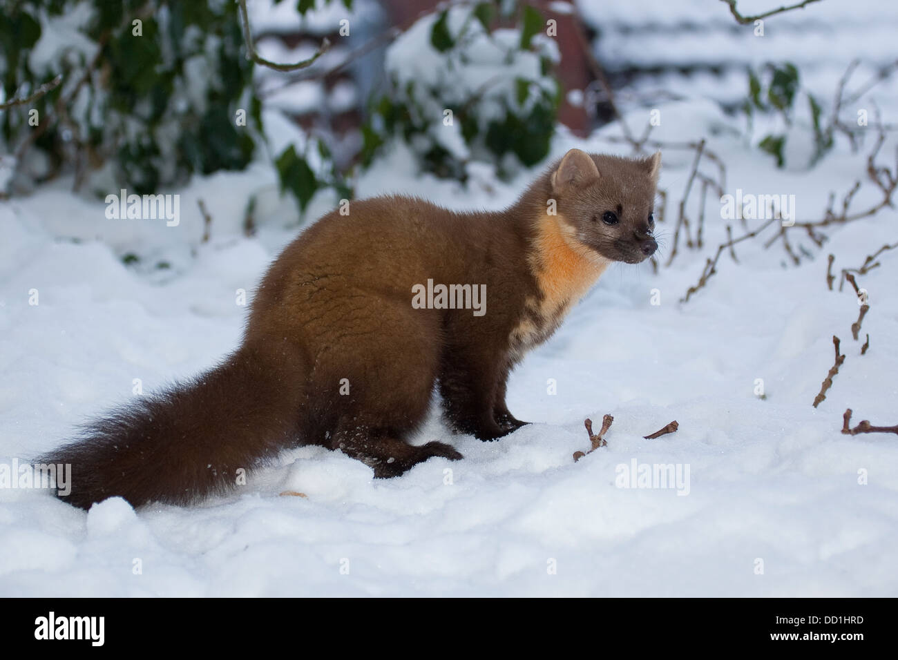 European pine marten baummarder baum marder hi-res stock photography ...