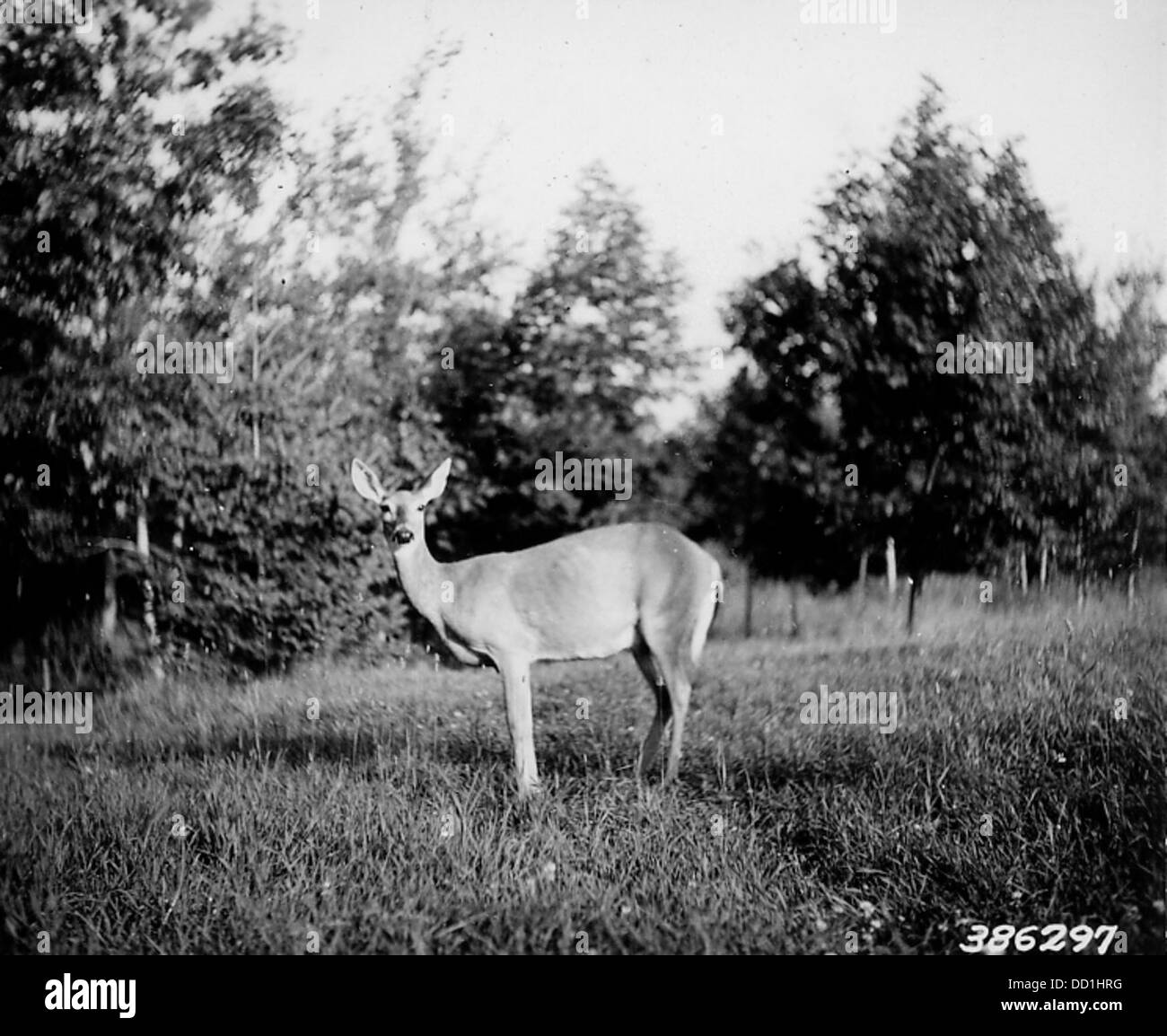 A photograph of an old doe with a long ewe neck, showcasing its ...