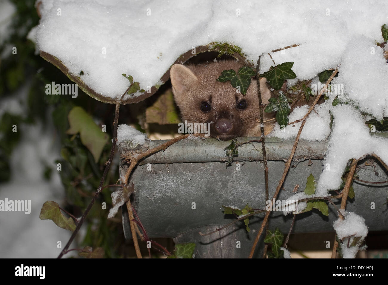 European pine marten, winter, snow, Baummarder, Baum-Marder, Edelmarder ...
